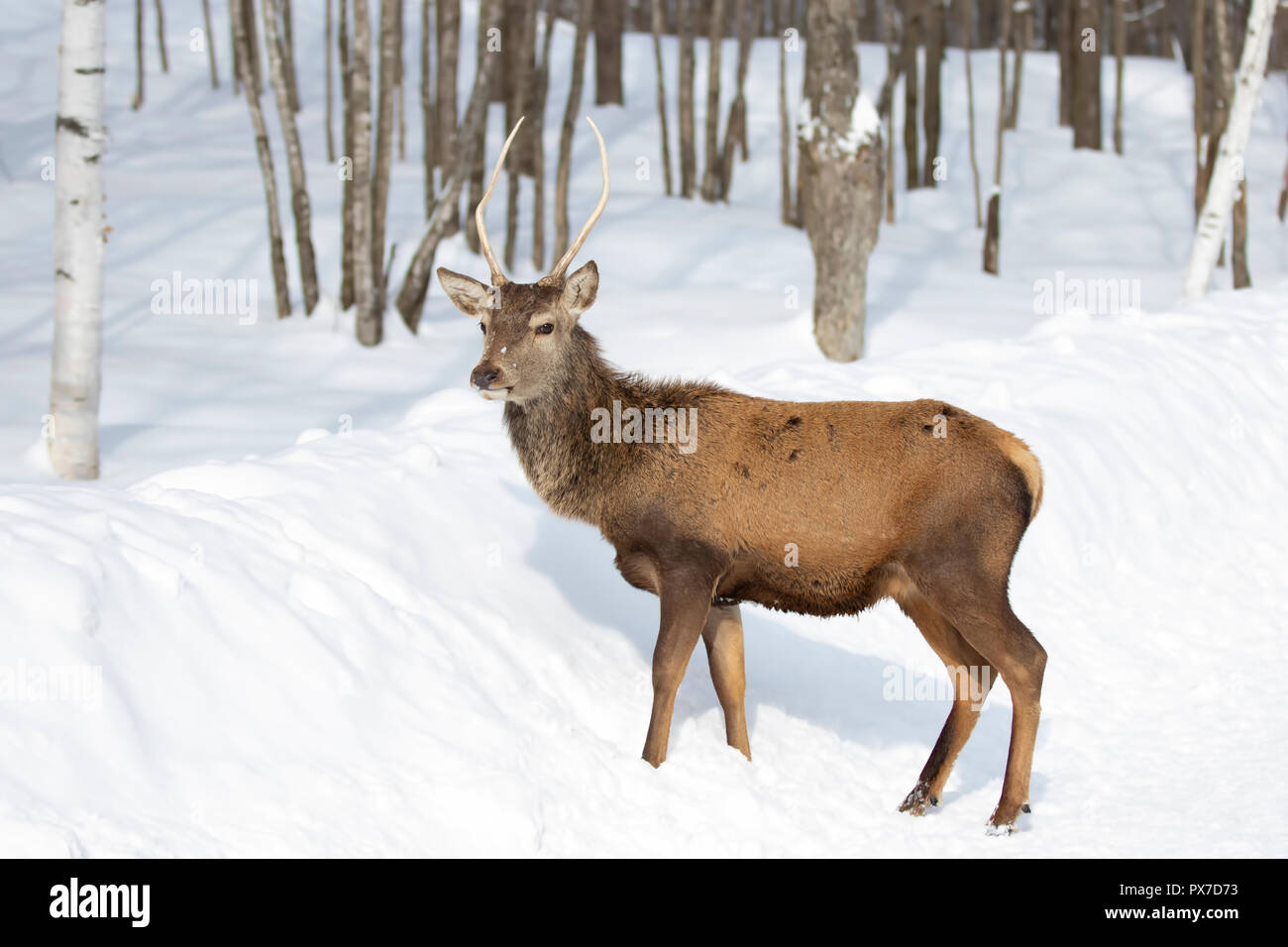 Red deer in winter forest hi-res stock photography and images - Alamy
