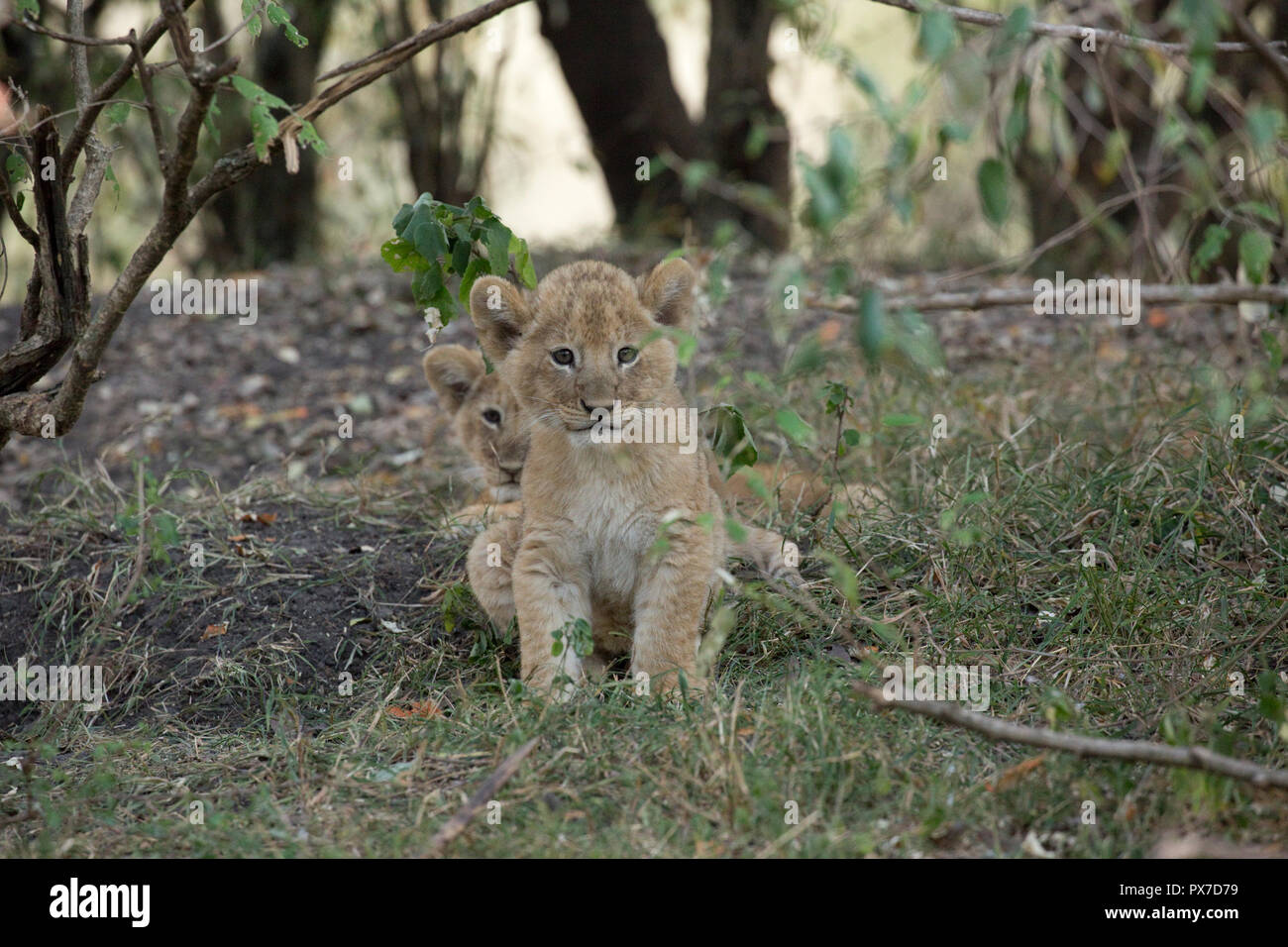 Two young masai hi-res stock photography and images - Alamy