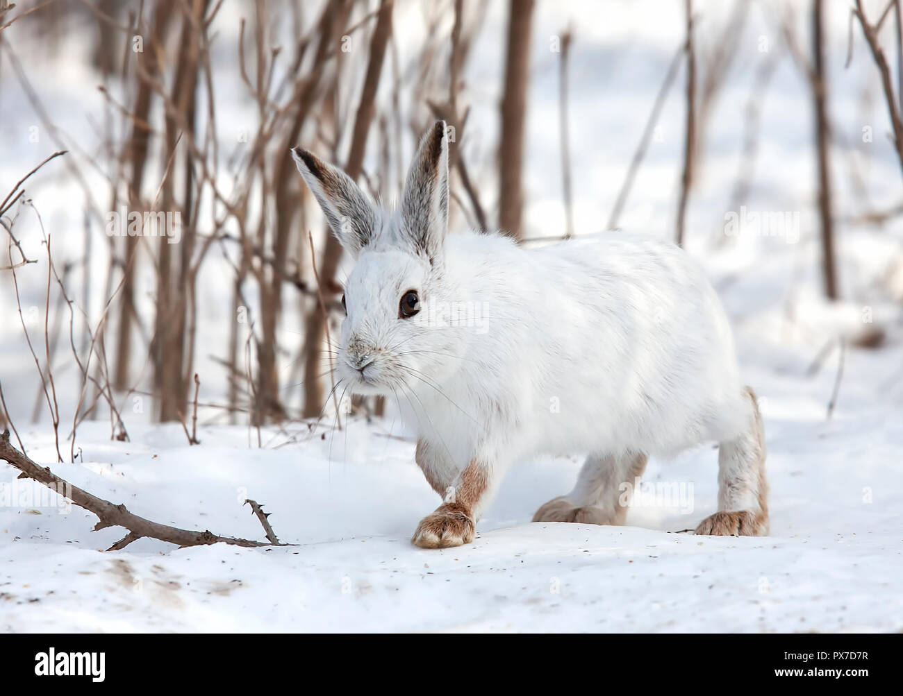 Snowshoe hare hopping hi-res stock photography and images - Alamy