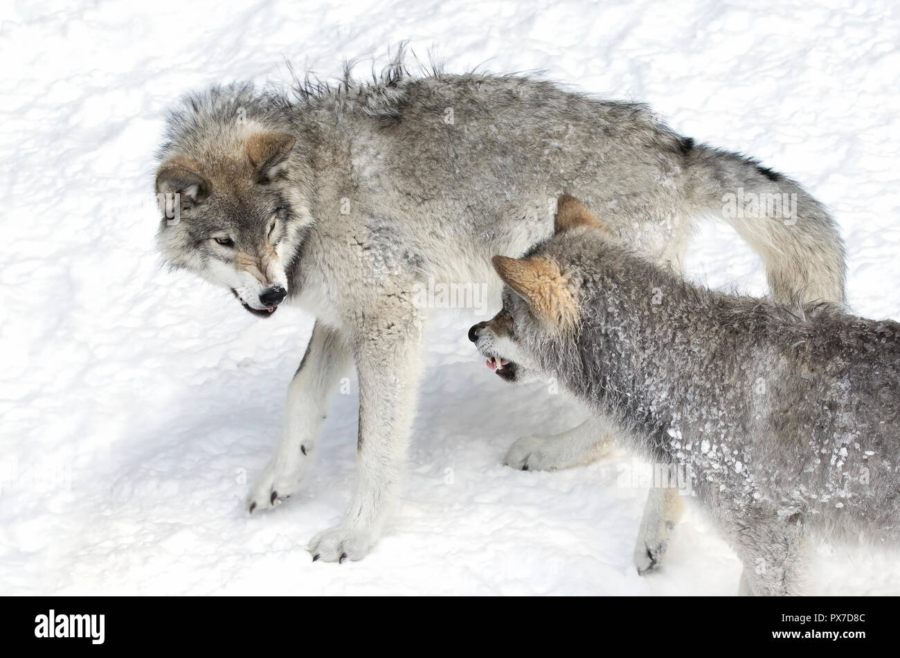 Timber wolves or grey wolves (Canis lupus), isolated on white background, timber wolf pack ...