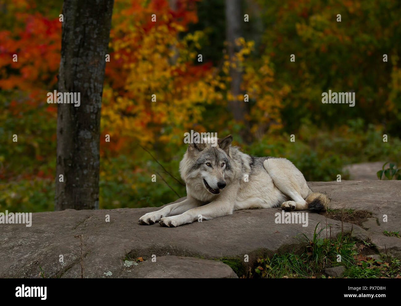 A lone Timber wolf or Grey Wolf (Canis lupus) on top of a rock looks ...