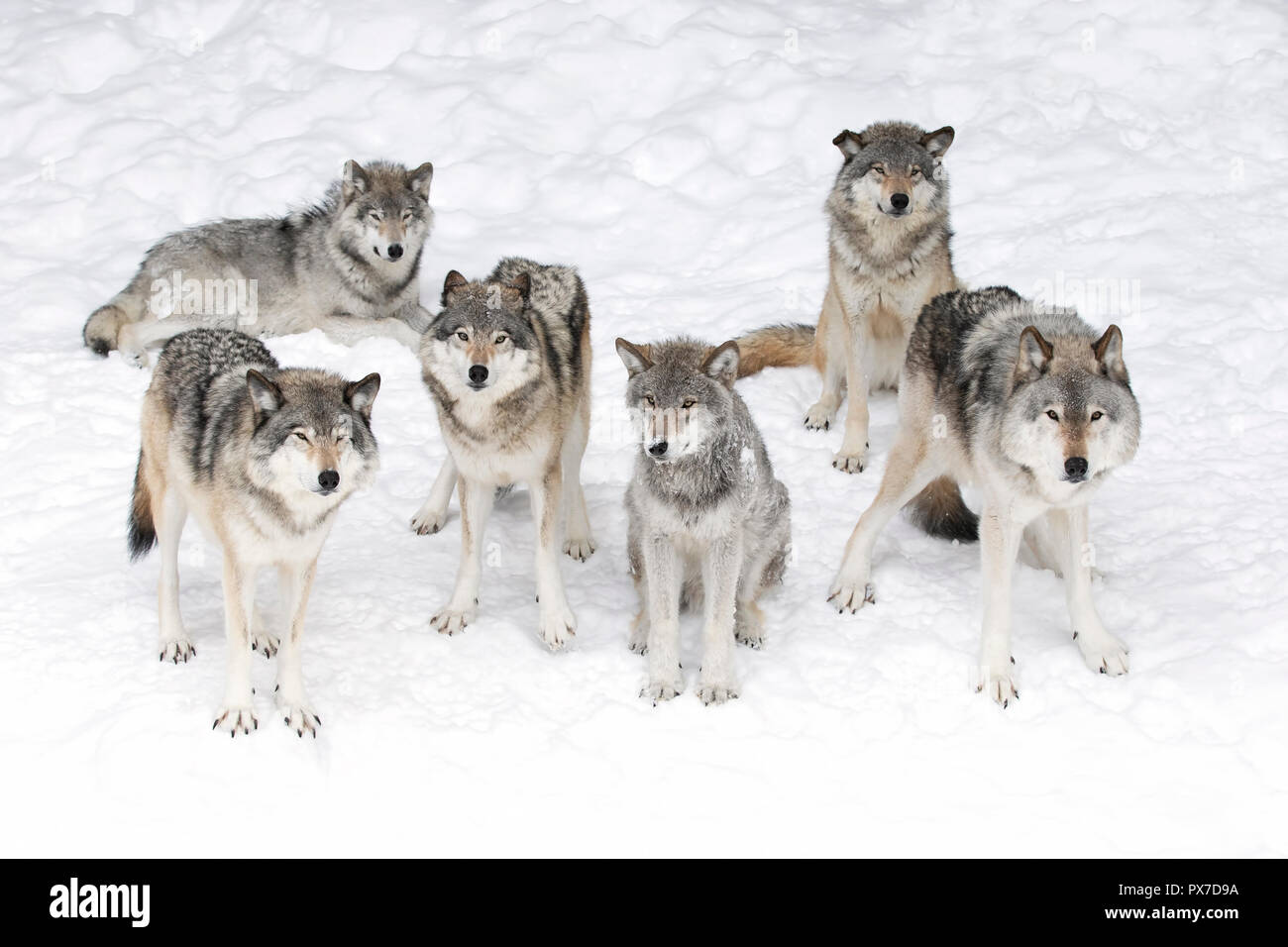 Timber wolves or grey wolves (Canis lupus), isolated on white ...