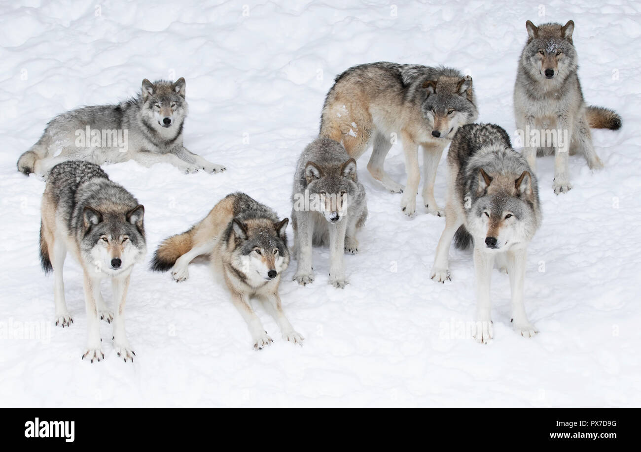 Pack Of Gray Wolves