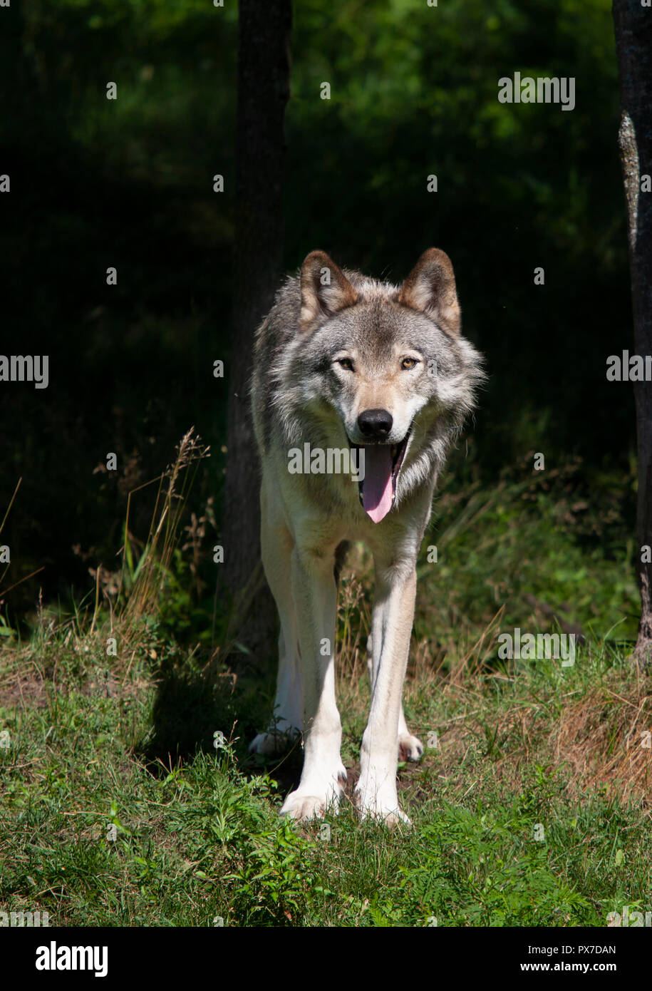 A lone Timber wolf or Grey Wolf (Canis lupus) on top of a rock looks ...
