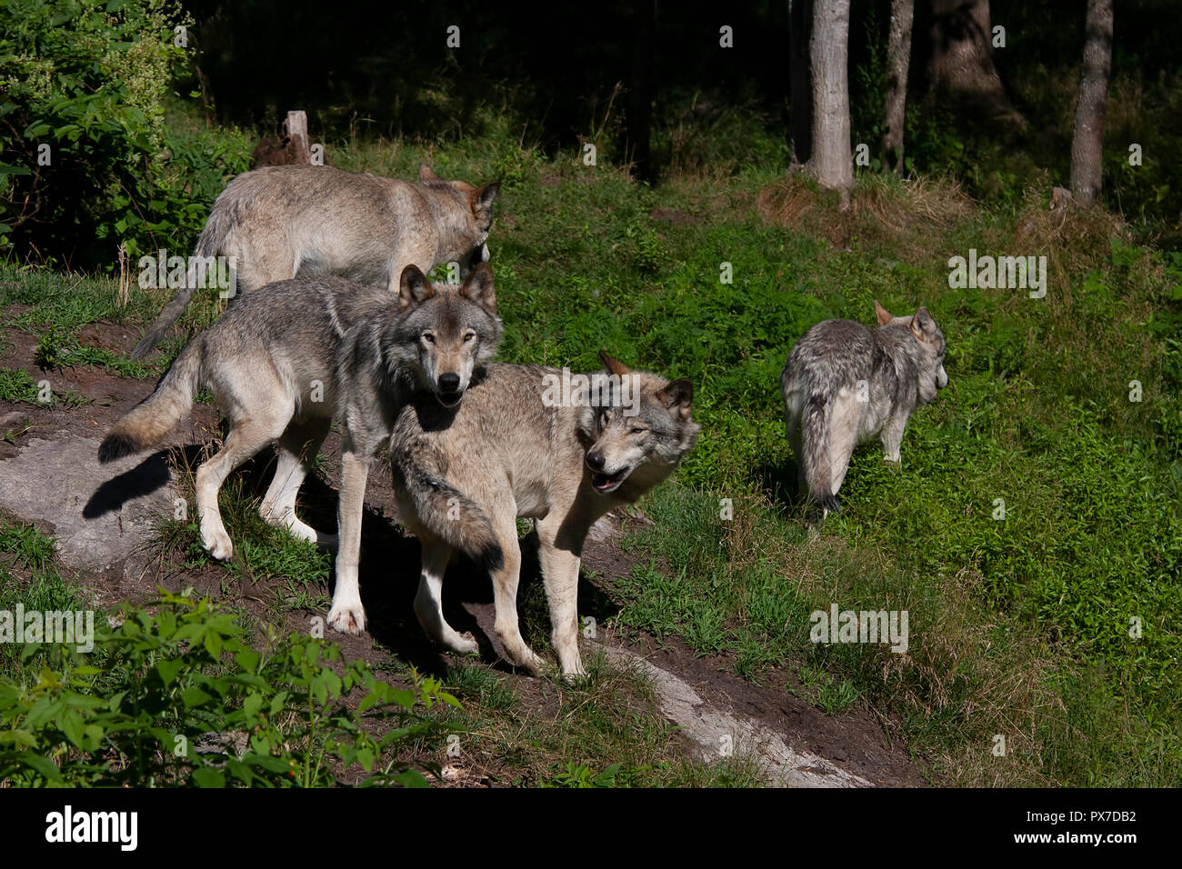 Timber wolves or grey wolves (Canis lupus) wolf pack standing together ...