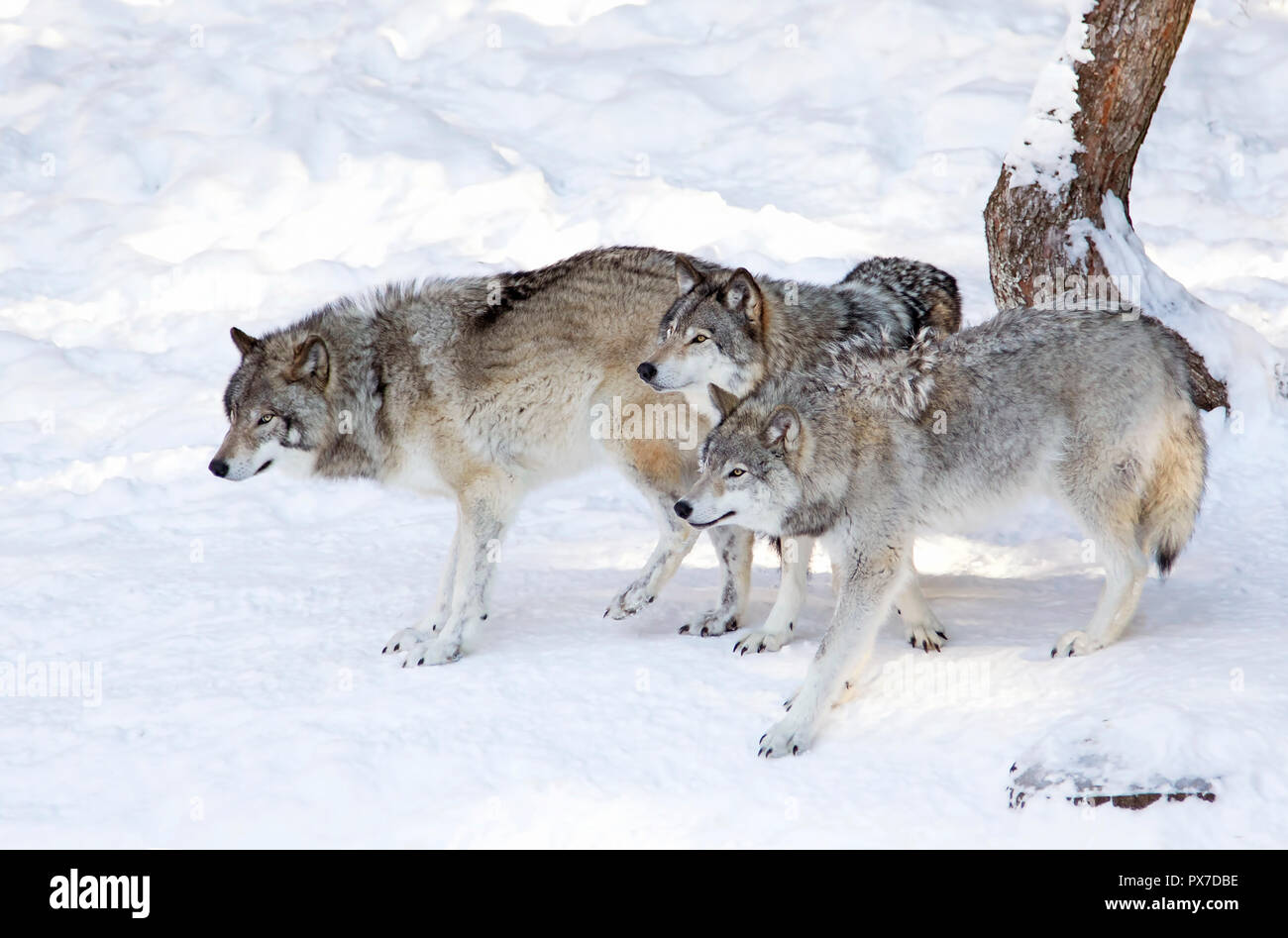 Timber wolves or grey wolves (Canis lupus), isolated on white ...