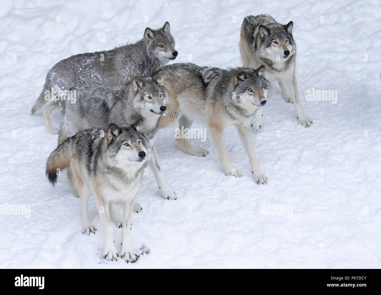 Timber wolves or grey wolves (Canis lupus), isolated on white ...