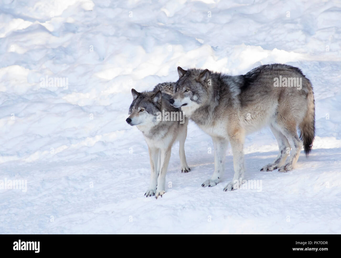 Timber wolves or grey wolves (Canis lupus), isolated on white ...