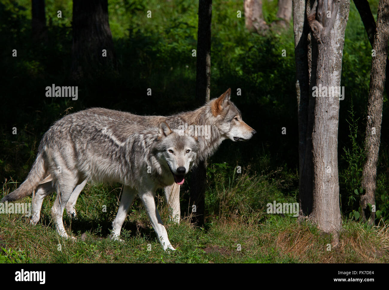Timber wolves or grey wolves (Canis lupus) wolf pack standing together ...