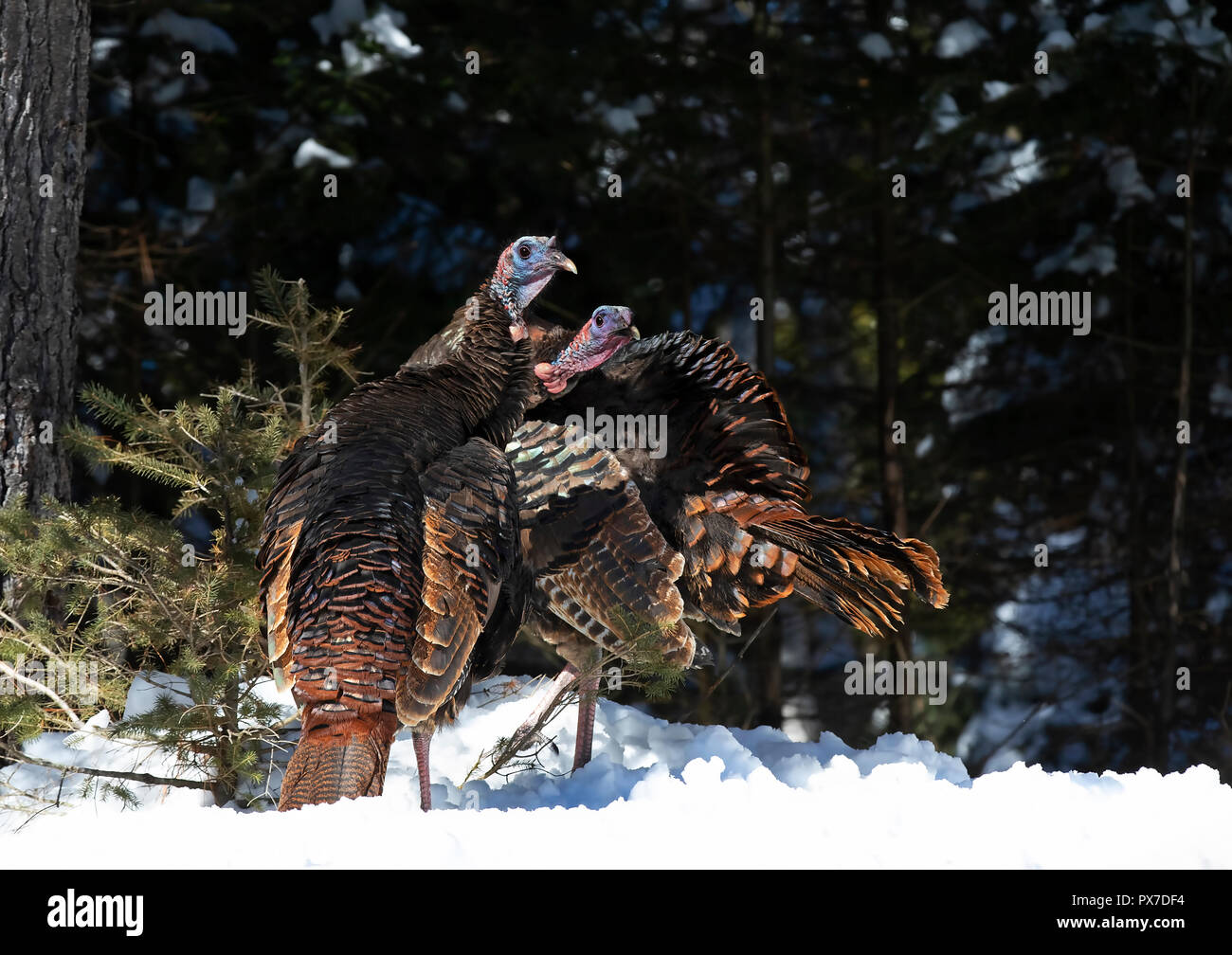 Eastern Wild Turkeys (Meleagris gallopavo) standing in the snow in ...