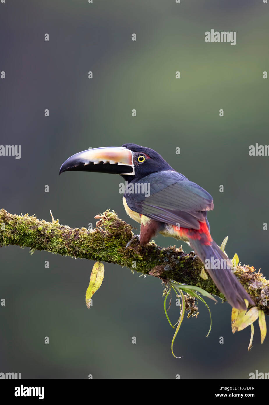 Collared Aracari Toucan (Pteroglossus) perched on a branch in the ...