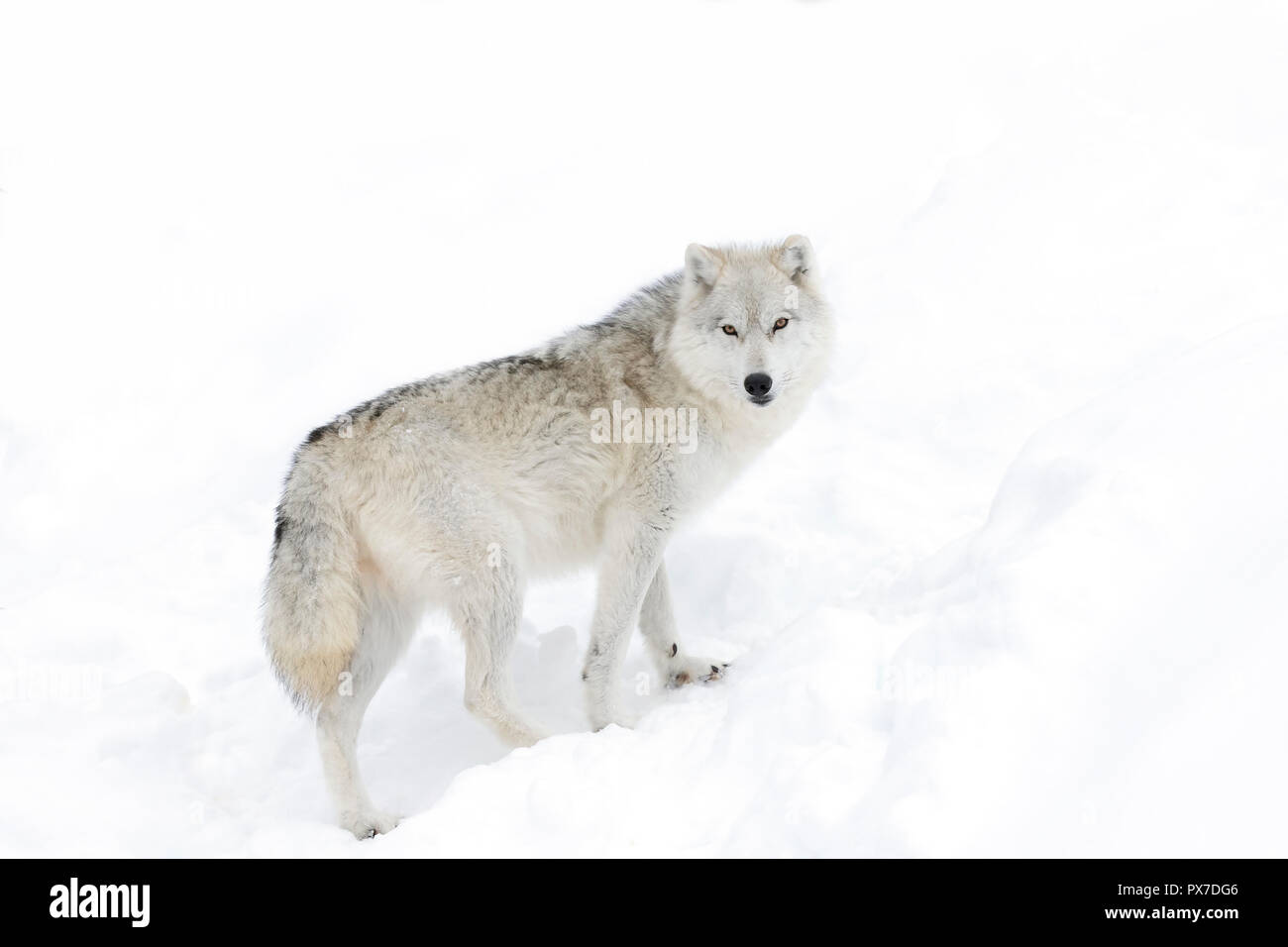White Wolf Walking Spirit Animal Snow Wolf: Embracing Arctic Wisdom