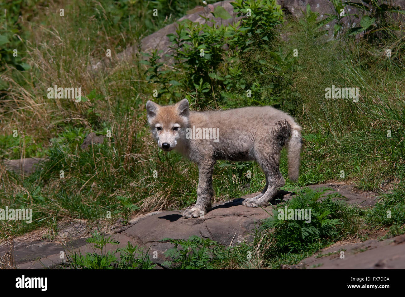 A lone Arctic wolf (Canis lupus arctos) pup standing on a rocky cliff ...