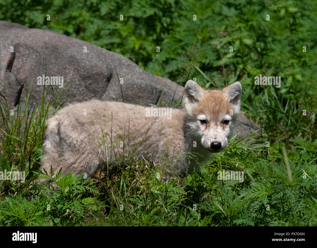 Arctic wolf cub hi-res stock photography and images - Alamy