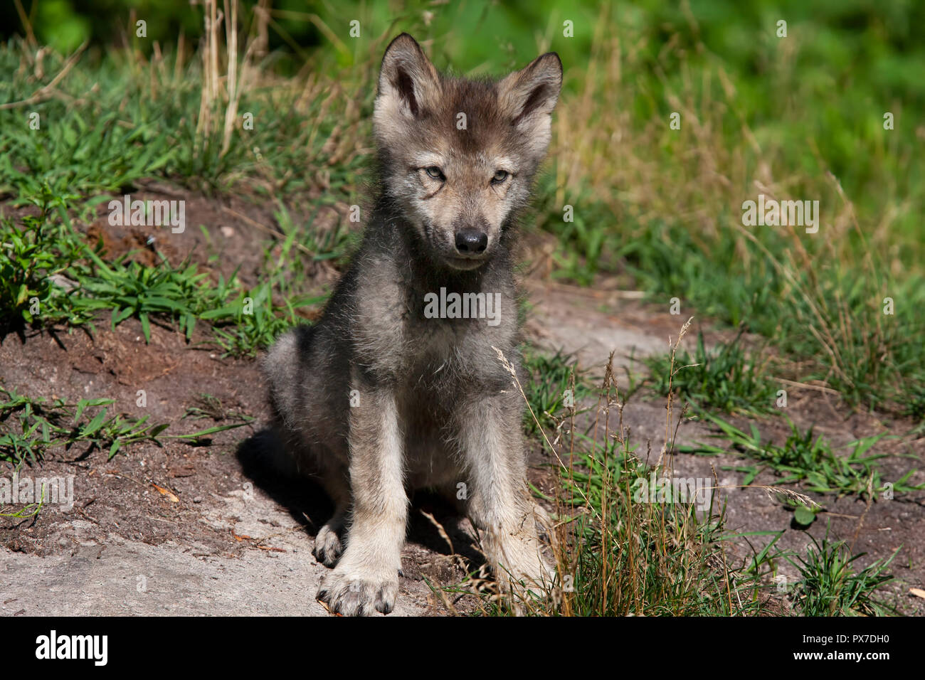 Arctic Wolf Cub High Resolution Stock Photography and Images - Alamy