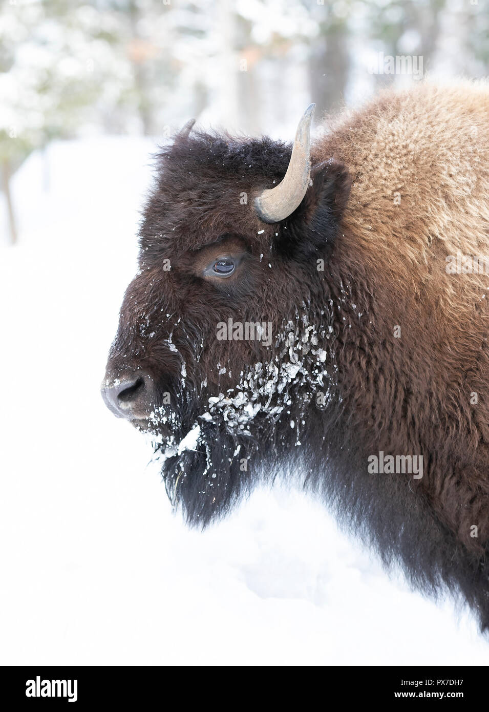 Bison covered in frost hi-res stock photography and images - Alamy