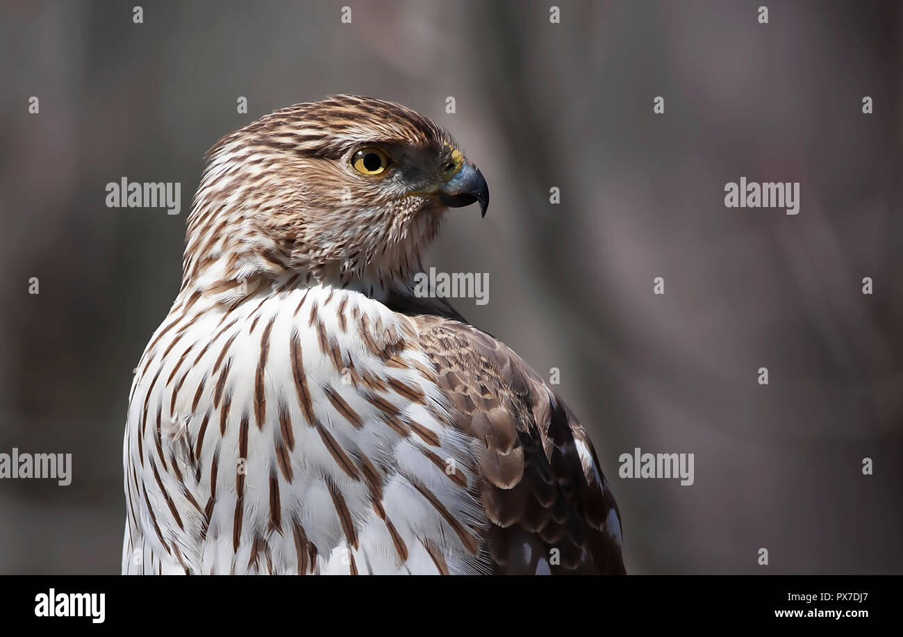 Ontario hawk hi-res stock photography and images - Alamy