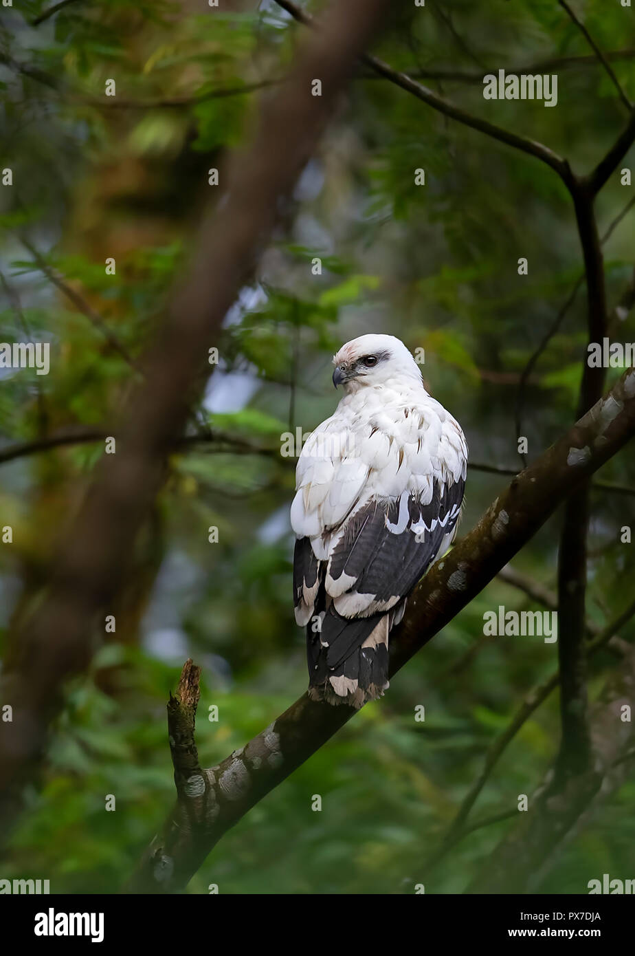 White hawk hi-res stock photography and images - Alamy