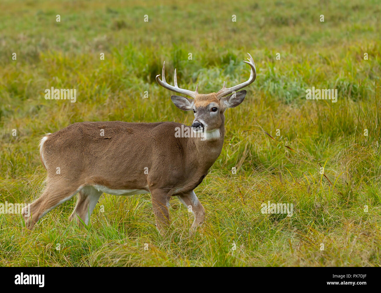 Ottawa national forest hi-res stock photography and images - Alamy