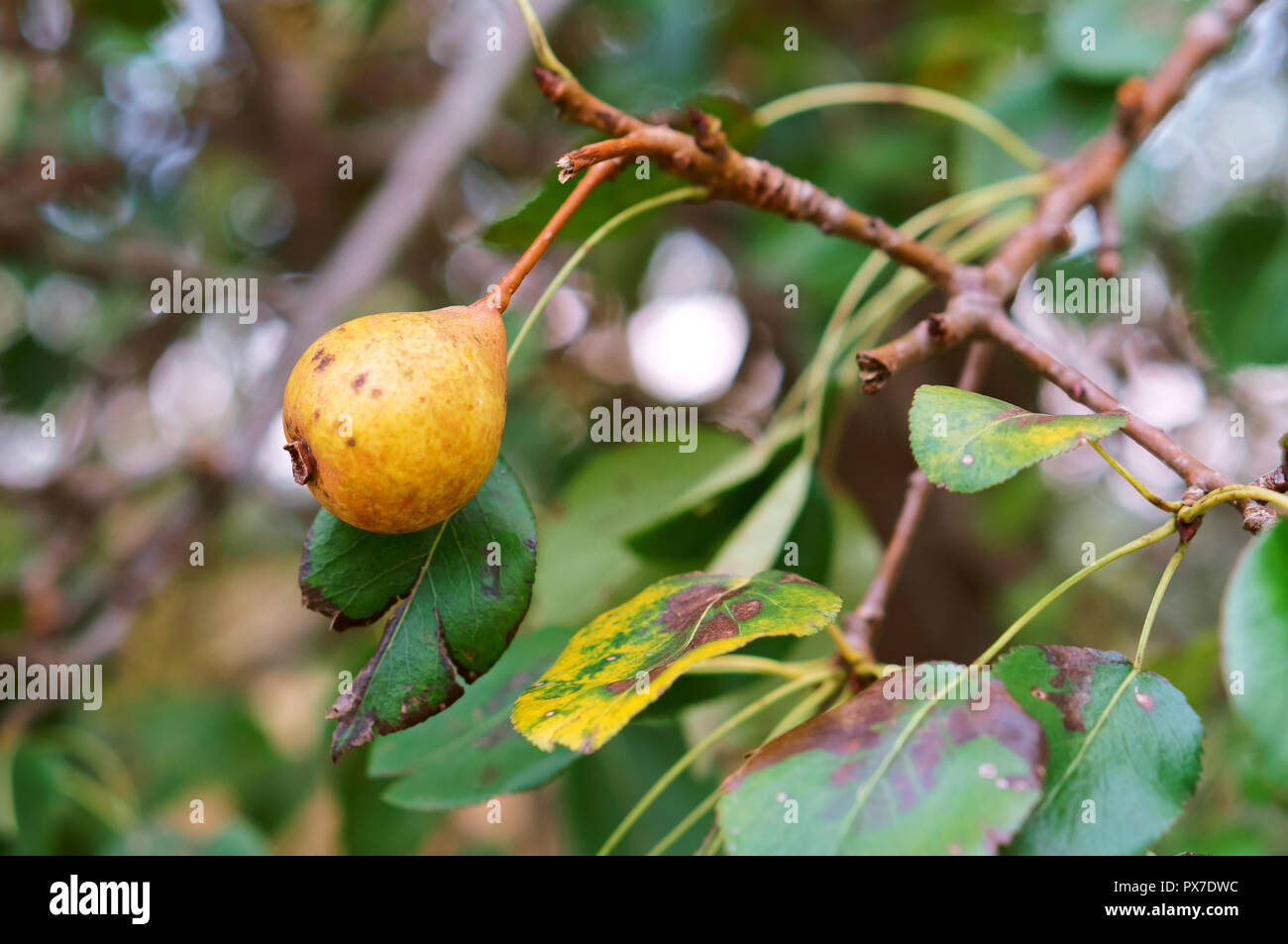 Pears agriculture fruit landscape color hi-res stock photography and ...
