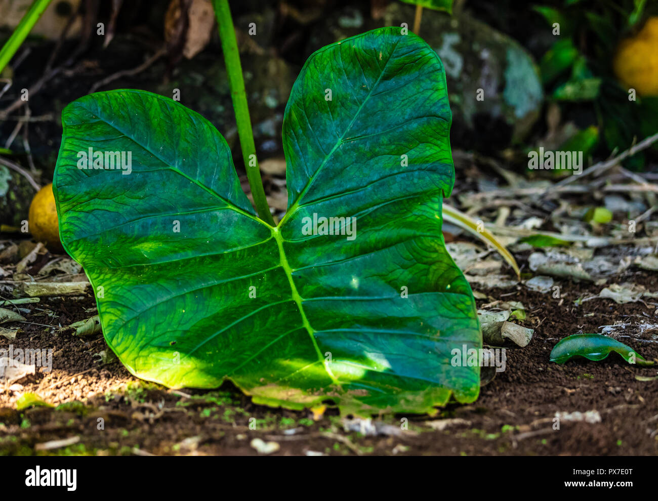 Taro leaf hi-res stock photography and images - Alamy