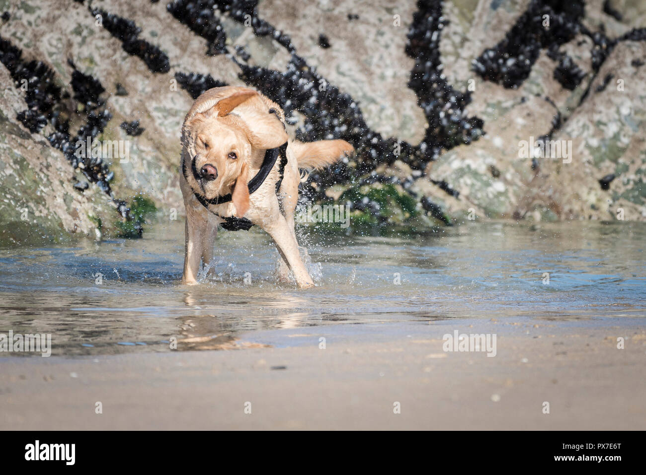 A Golden Labrador shaking water off after going in the sea Stock Photo ...