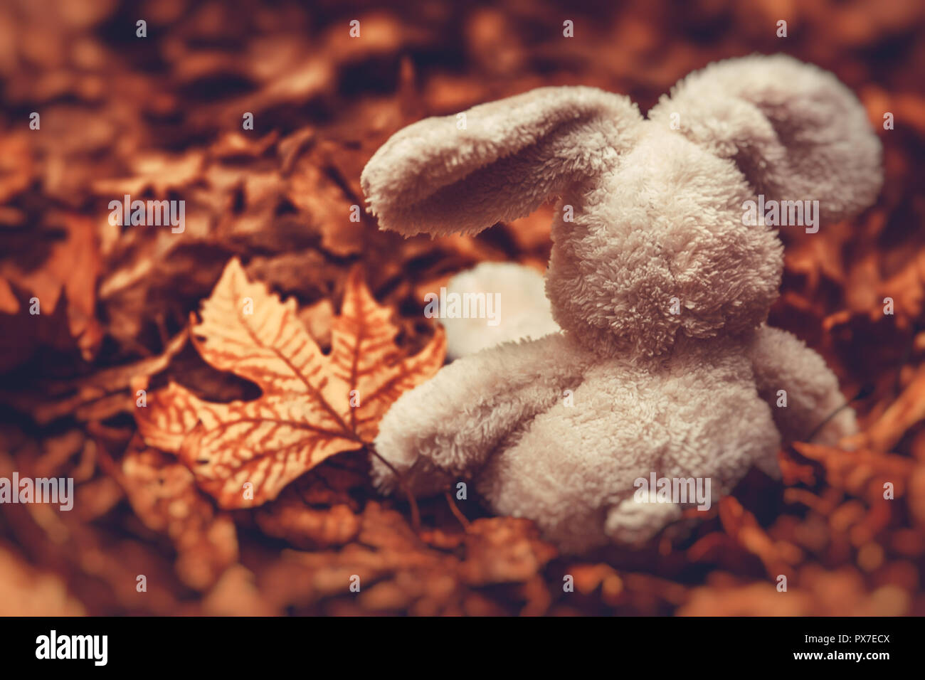 Sad rabbit hi-res stock photography and images - Alamy