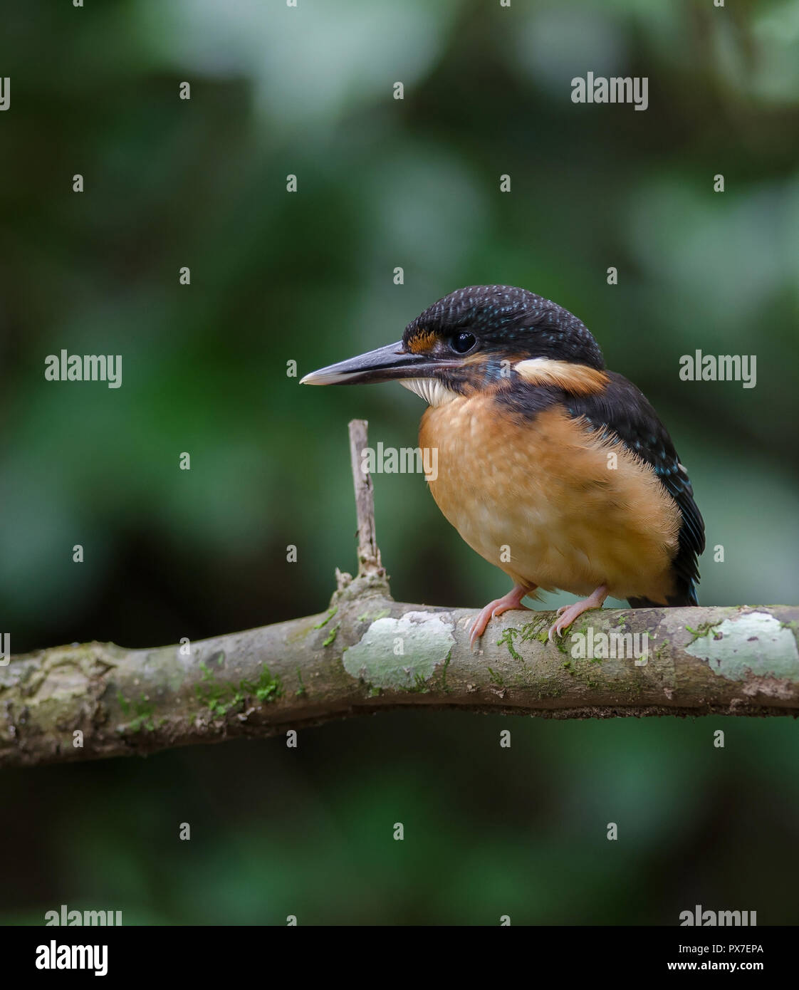 Blue banded kingfisher hi-res stock photography and images - Alamy