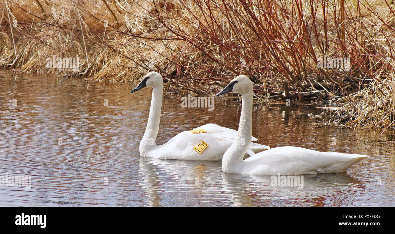 Mating pair of Wild Trumpeter Swans swimming at Marsh. One swan has ...