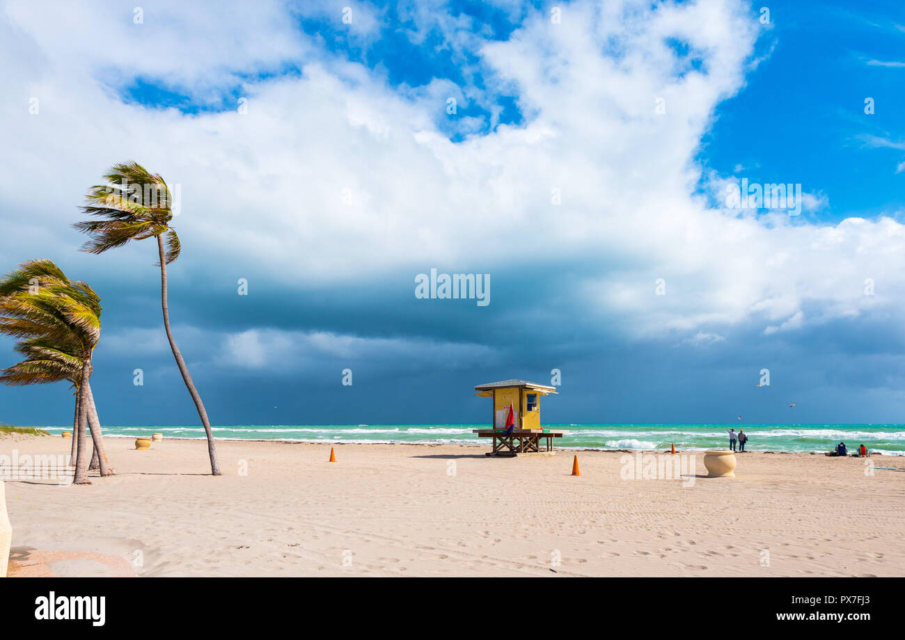 View of a sandy beach with palm trees, Miami, South Florida. Copy space ...