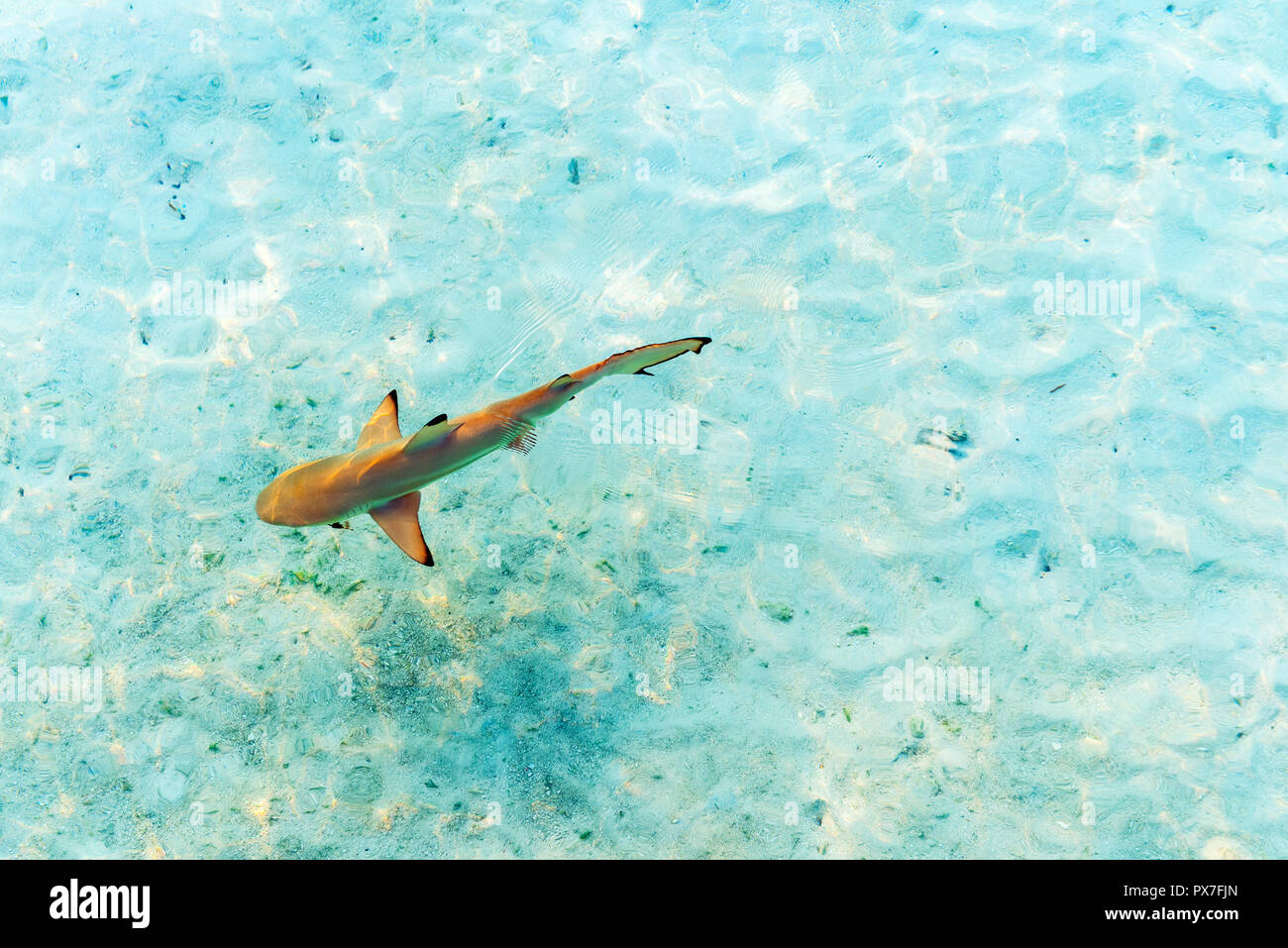 Lemon shark hi-res stock photography and images - Alamy