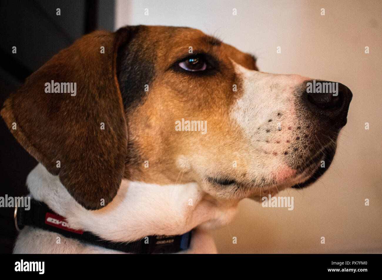 Brown treeing walker hound Stock Photo - Alamy