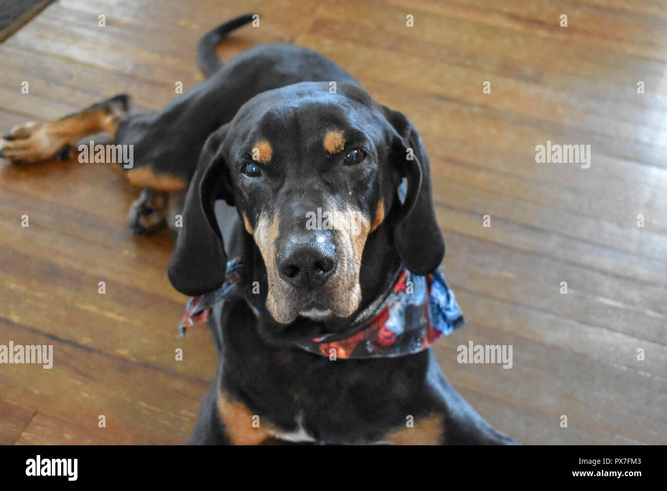 Black and tan coon hound Stock Photo - Alamy