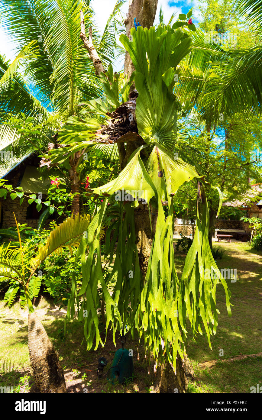 View of the tree in Moalboal, Cebu, Philippines. With selective focus ...