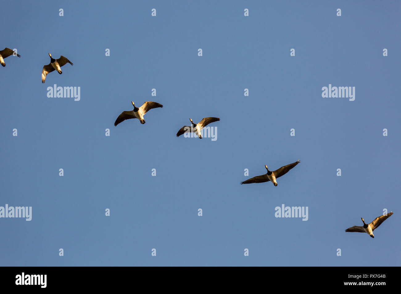 Wild geese in flight photographed from below Stock Photo - Alamy