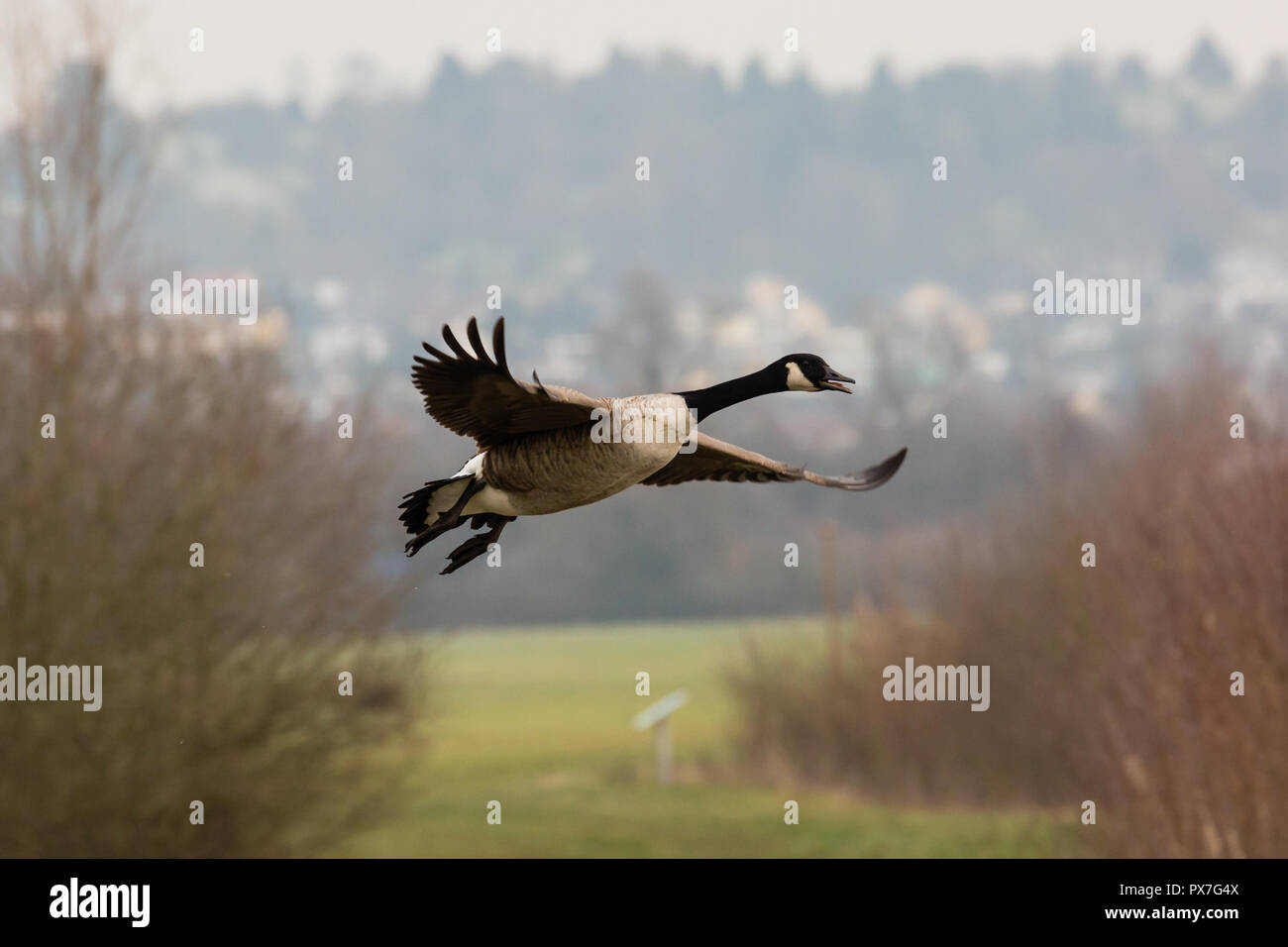 Birdwatching on the Kinzigsee, Hesse, Germany - The goose flies past ...