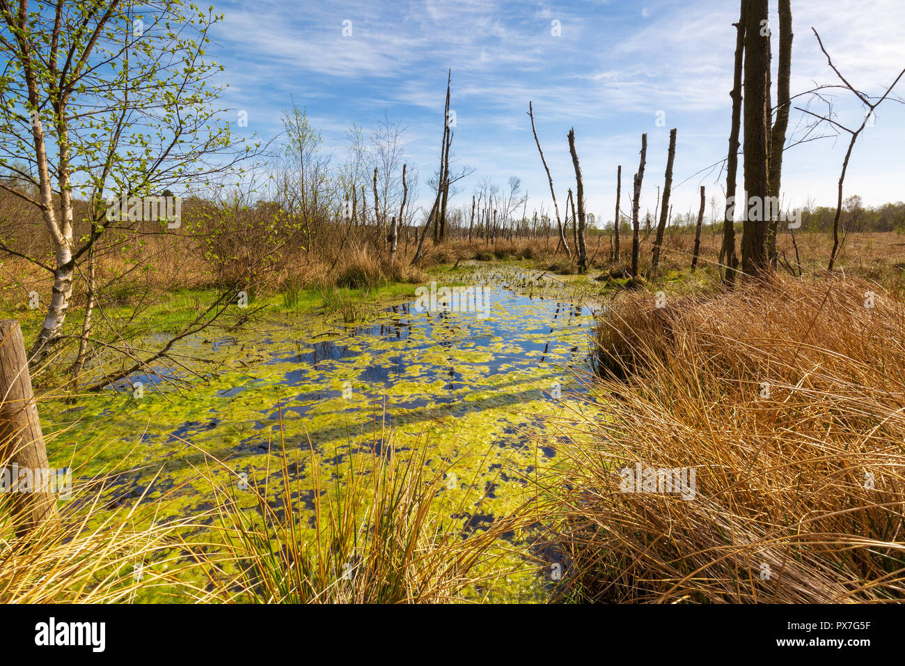 Dosenmoor hi-res stock photography and images - Alamy
