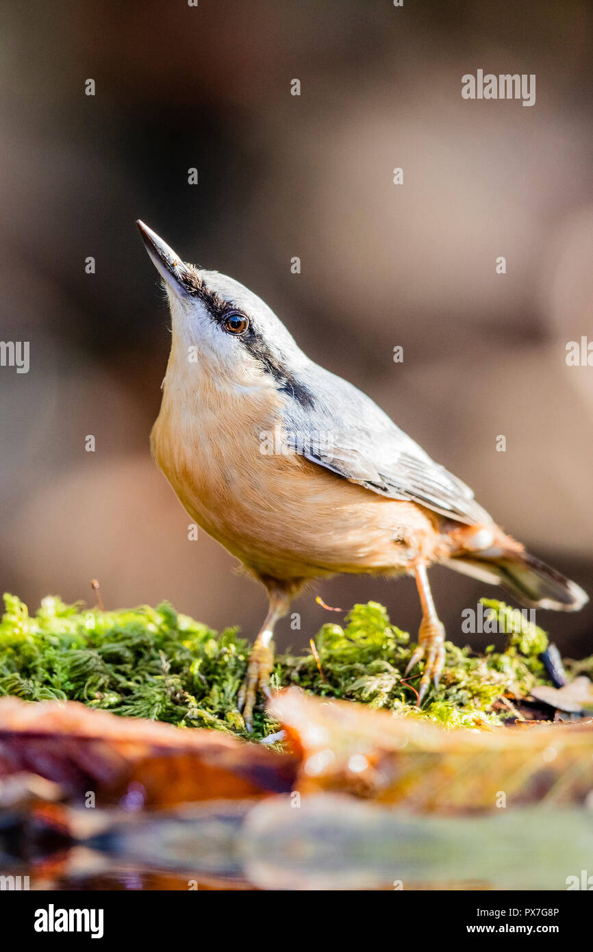 European nuthatch foraging in mid Wales Stock Photo - Alamy