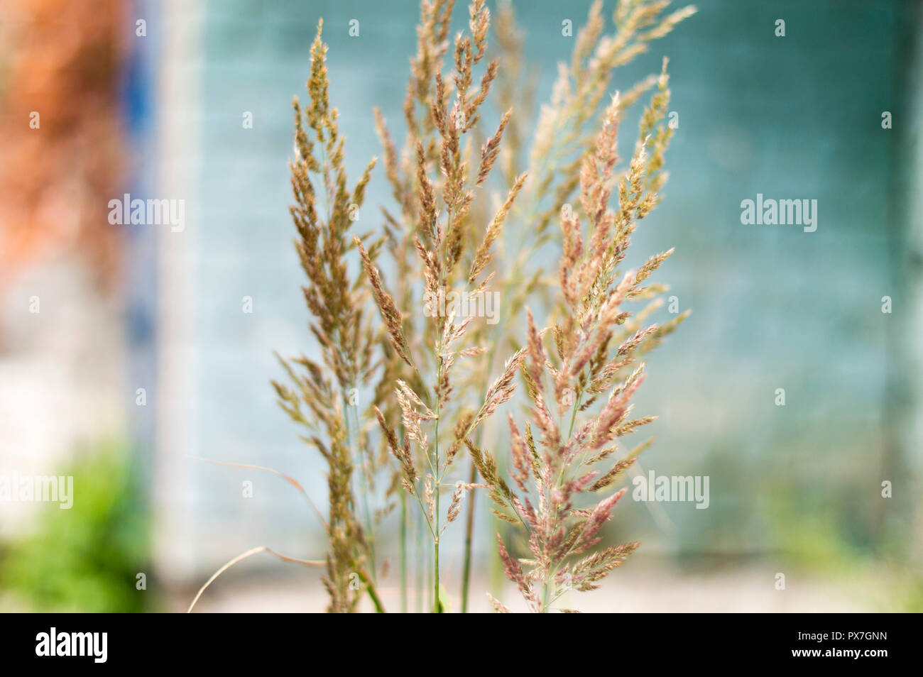 Dry cane near the building. Summer. A sunny day, close-up Stock Photo ...