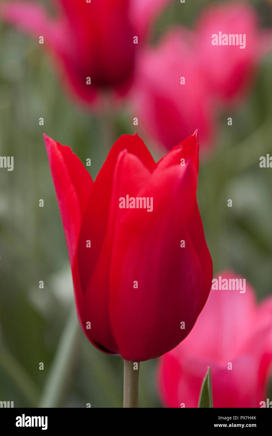 Tulipanes rojos hi-res stock photography and images - Alamy