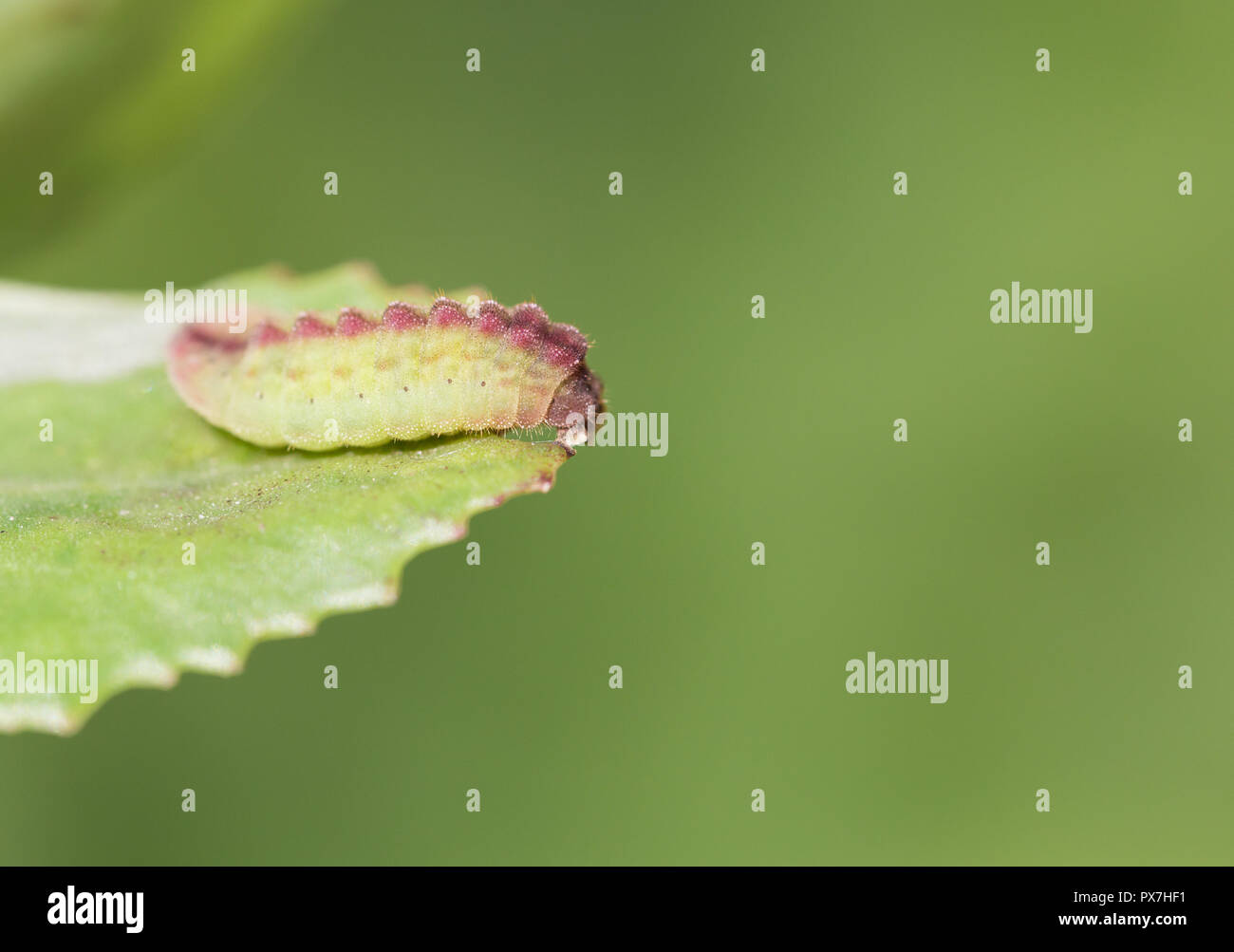 Blue butterfly larvae ant hi-res stock photography and images - Alamy