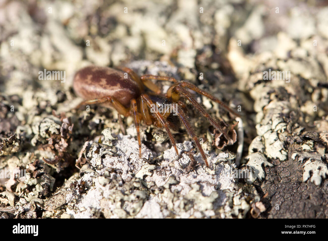 Tube dwelling leopard spider Stock Photo - Alamy