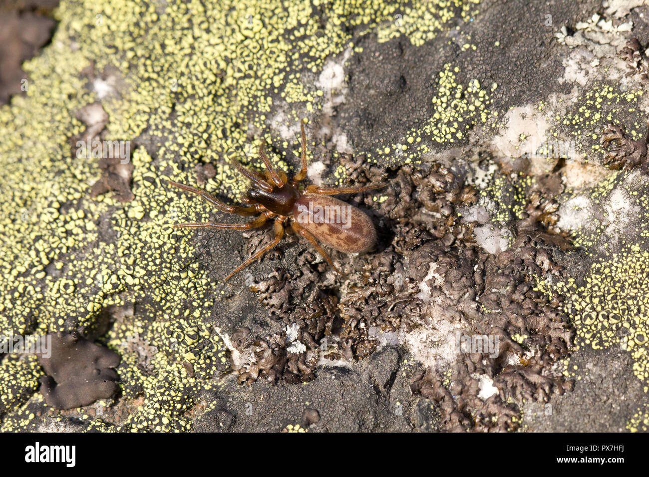 Leopard spider hi-res stock photography and images - Alamy