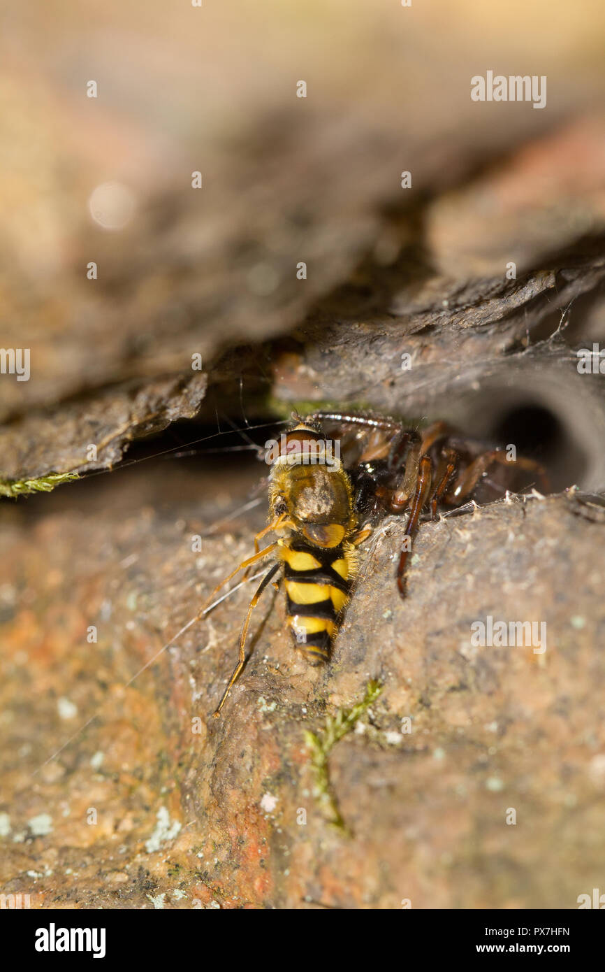 Leopard spider hi-res stock photography and images - Alamy