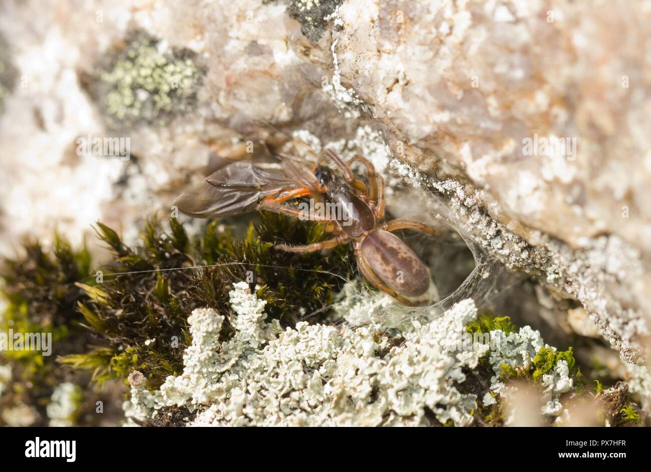 Leopard spider hi-res stock photography and images - Alamy