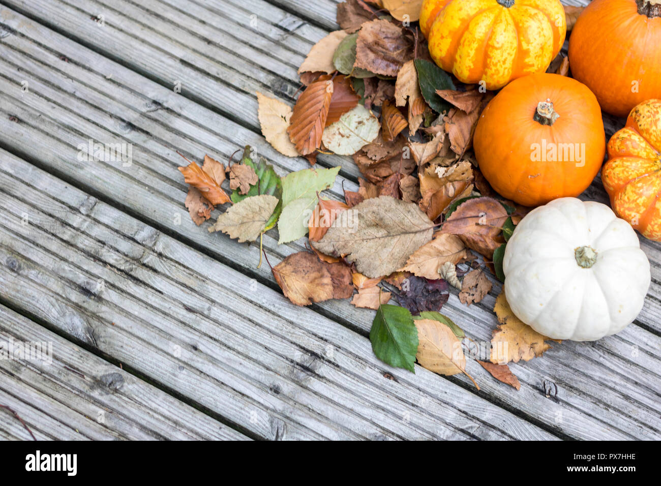 Autumn Concept, Halloween Concept, flatlay mock up, pumpkins falling ...