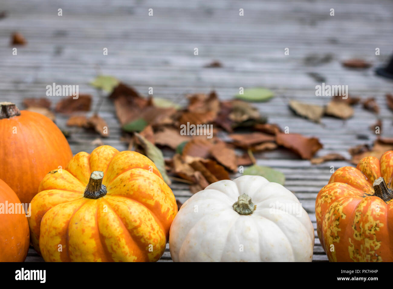 Autumn Concept, Halloween Concept, flatlay mock up, pumpkins falling ...