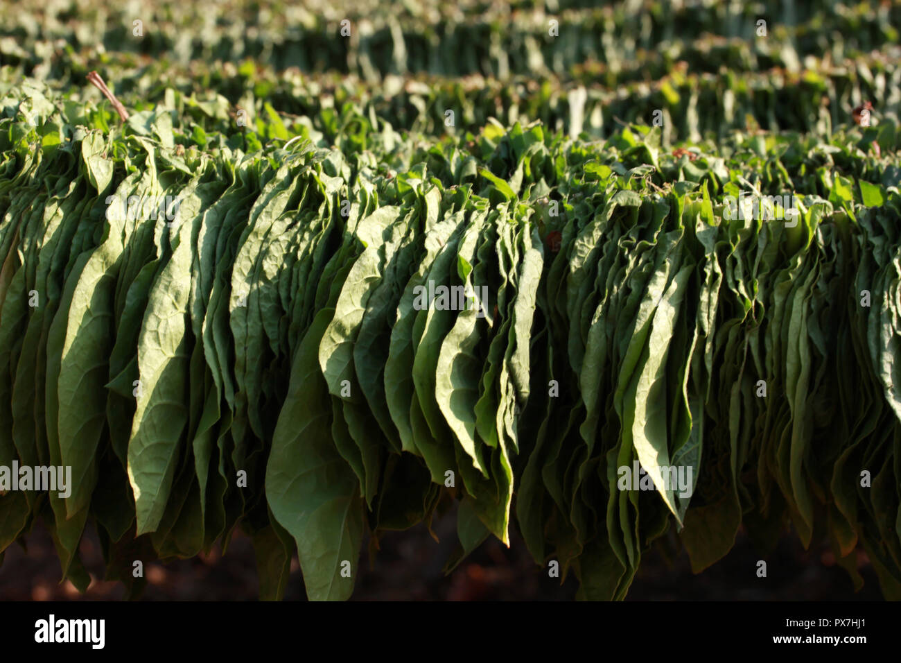 Tobacco product preparation hi-res stock photography and images - Alamy