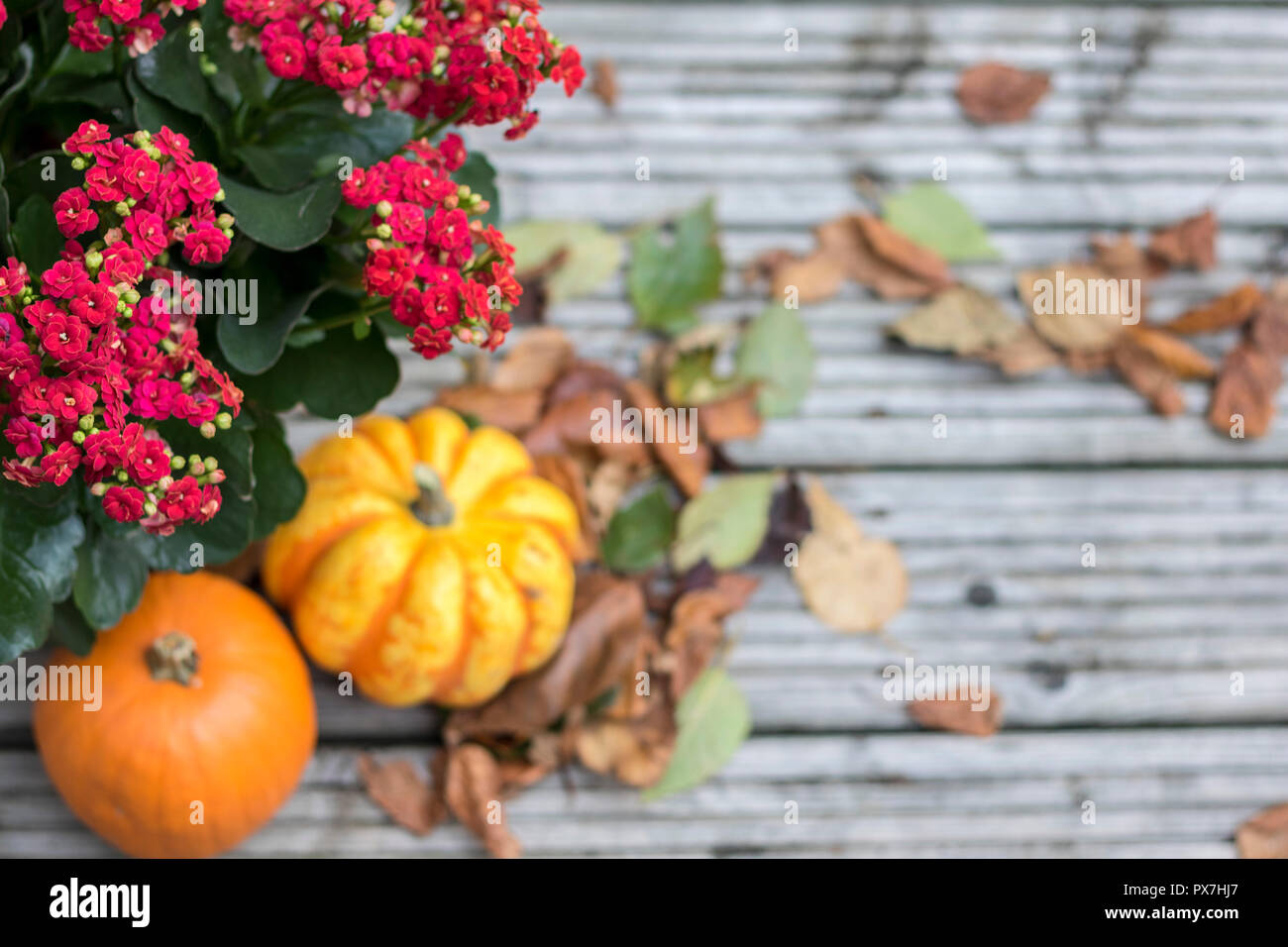 Autumn Concept, Halloween Concept, flatlay mock up, pumpkins falling ...