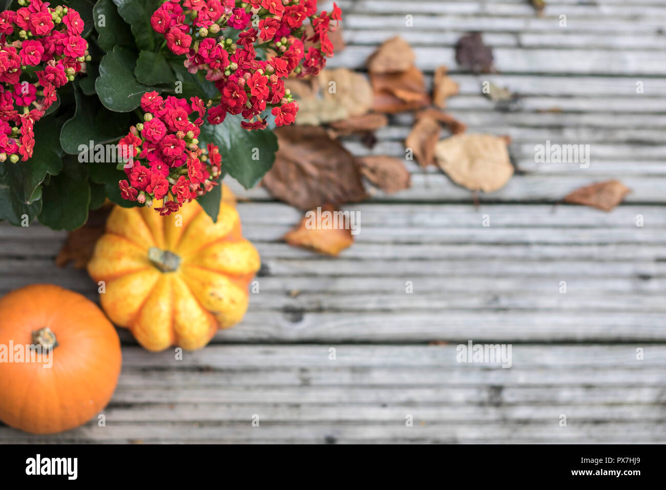 Autumn Concept, Halloween Concept, flatlay mock up, pumpkins falling ...